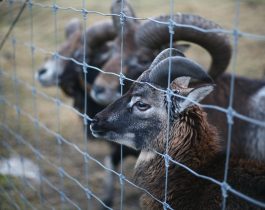 FK MRT - Moreda Riviere Trefilerías. Fabricante de vallas y alambres